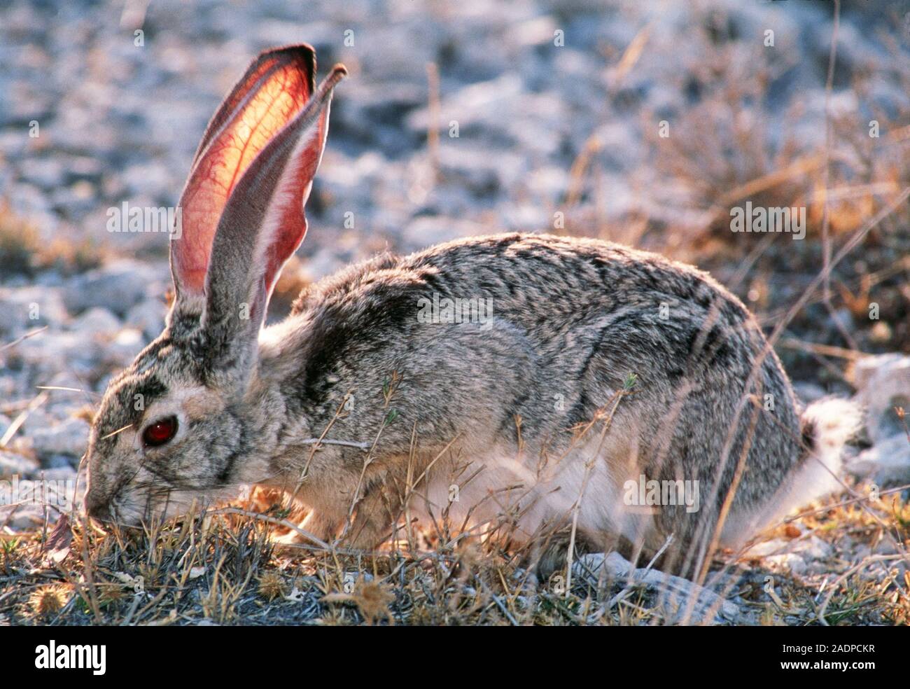 Scrub hare (Lepus saxatilis) grazing on vegetation. This hare inhabits ...