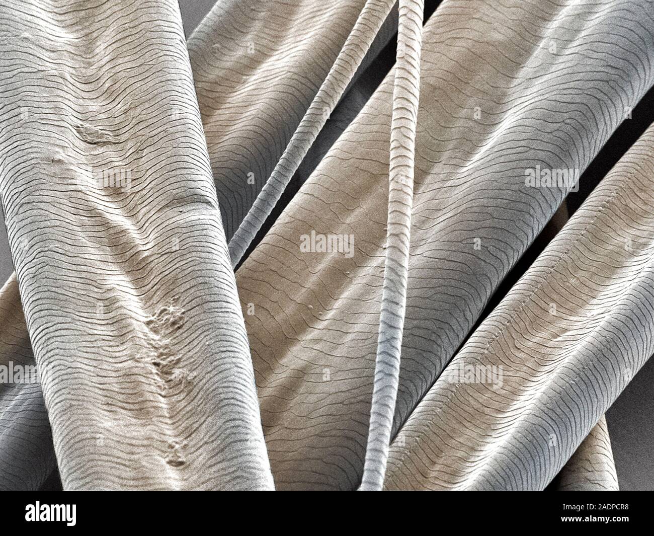 Wild rabbit hair. Coloured scanning electron micrograph (SEM) of the ...