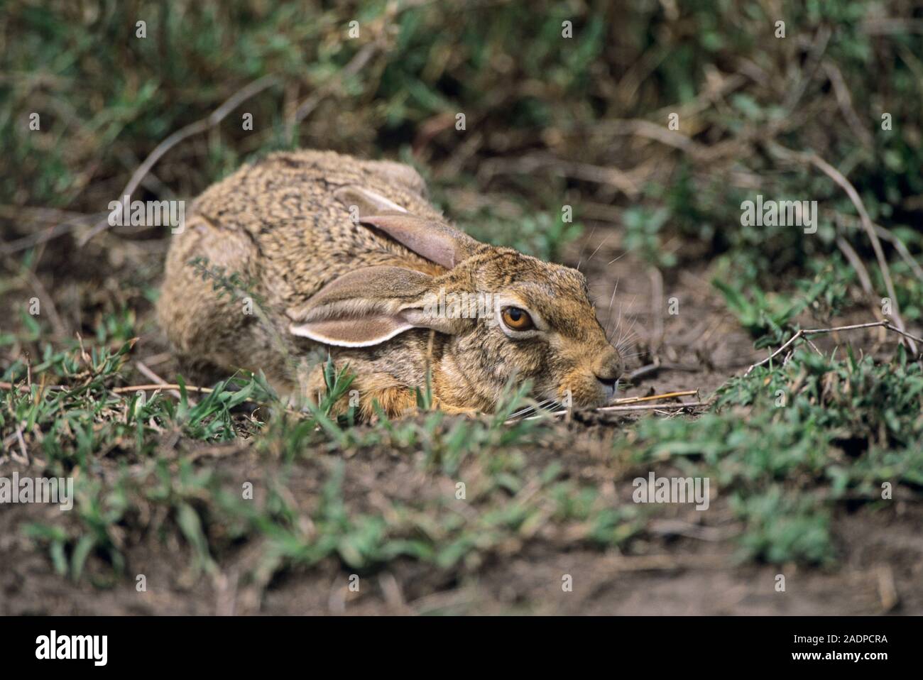 African hare (family Leporidae) sitting in short grass. Photographed in ...