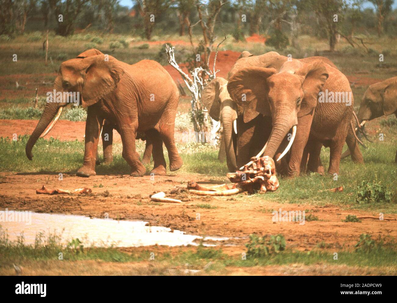African elephants (Loxodonta africana) by the bones of a dead elephant ...