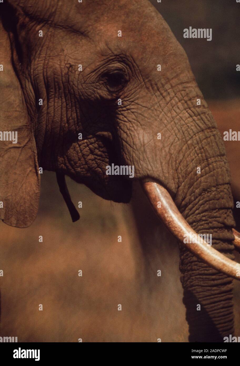 African elephant (Loxodonta africana) with vegetation in its mouth. An ...