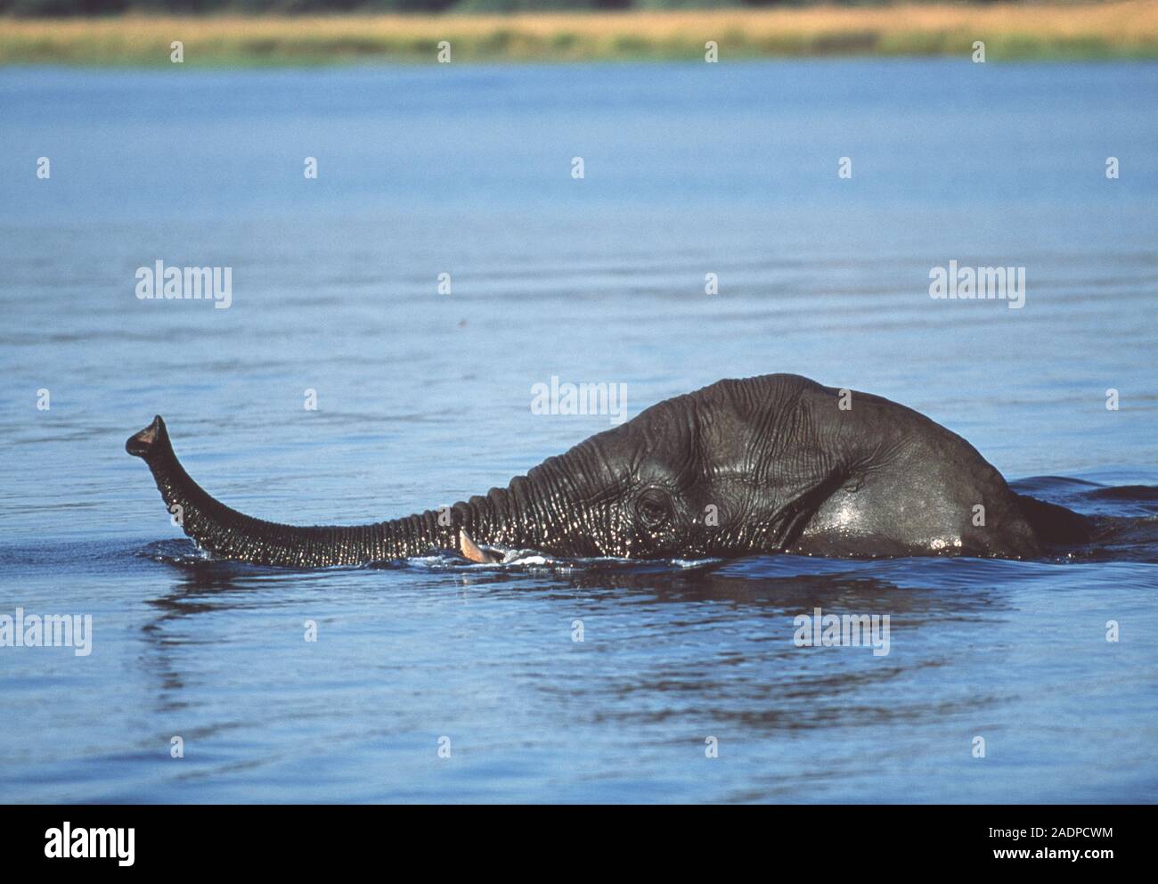 Swimming elephant. African elephant (Loxodonta africana) using its ...