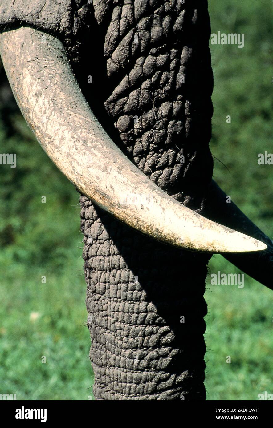 Elephant tusk. Close-up of the tusk of an African elephant (Loxodonta ...