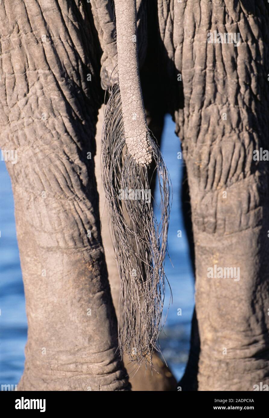 African elephant's tail. Close-up of the hairs on the end of the tail ...