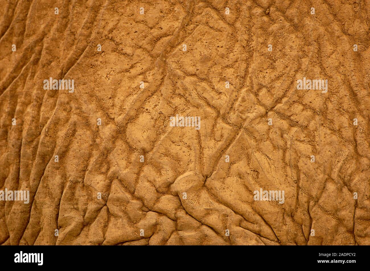 Elephant skin. Skin of an African elephant (Loxodonta africana ...
