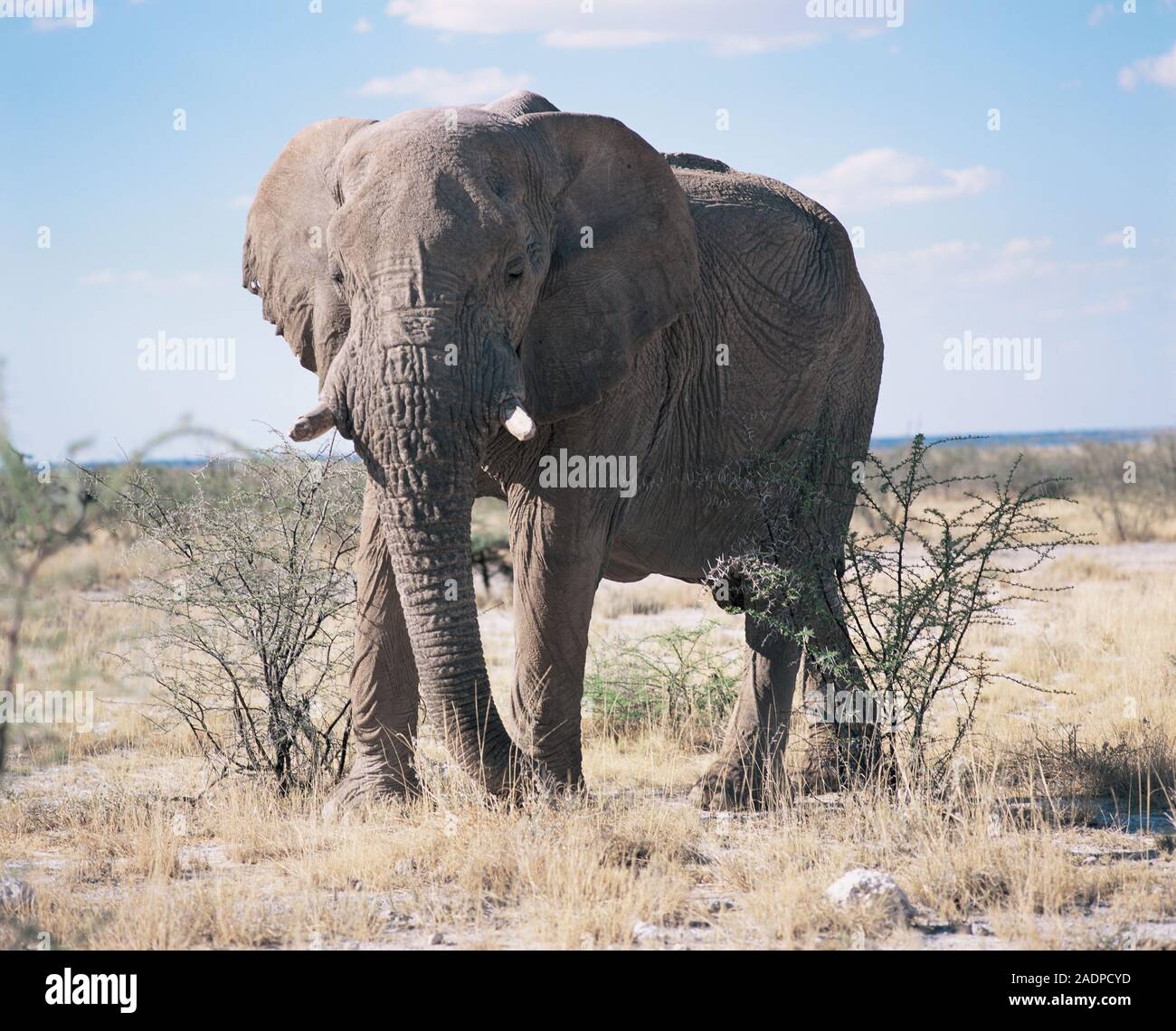 African bush elephant (Loxodonta africana). This is the largest ...
