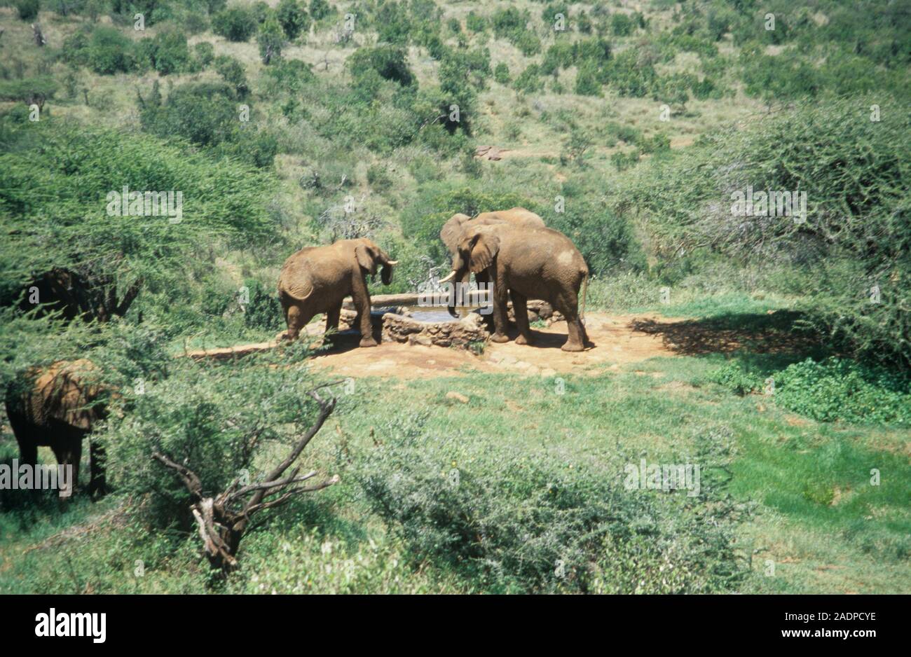 African elephants Â(Loxodonta Âafricana) Â Âtaking water Âfrom a man ...