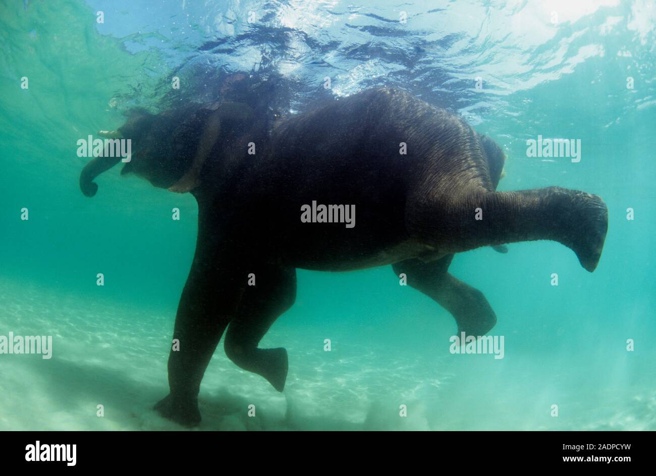 Asian elephant (Elephas maximus) swimming Stock Photo - Alamy