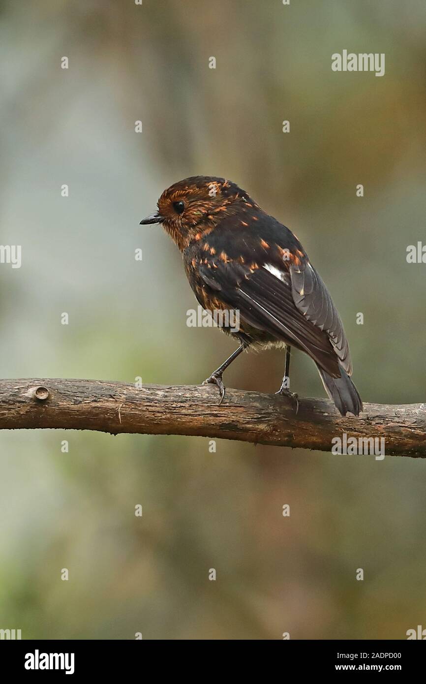White-winged Robin (Peneothello sigillata hagenensis) juvenile perched ...