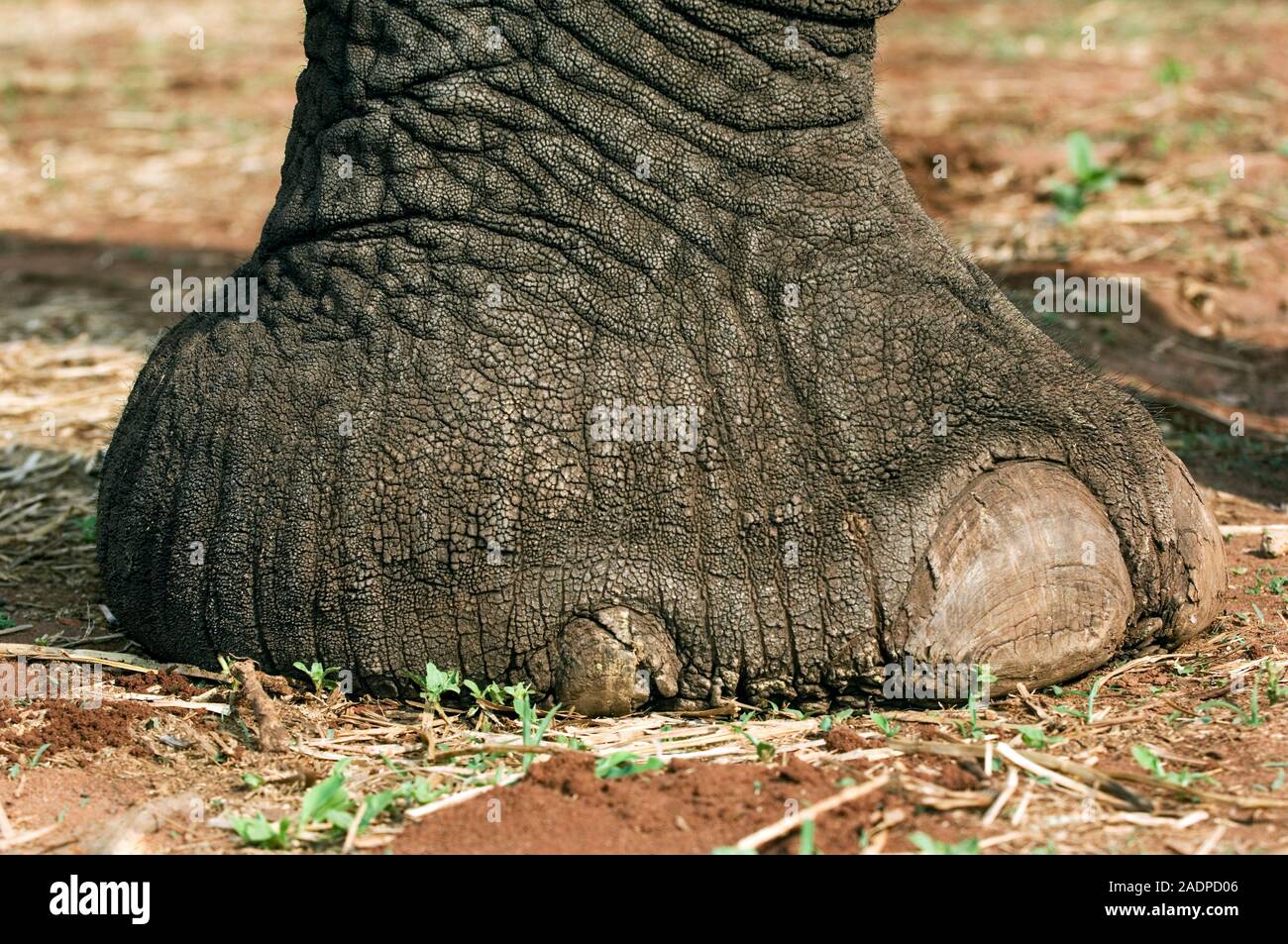 African elephant's foot (Loxodonta africana) and nails. The foot ...