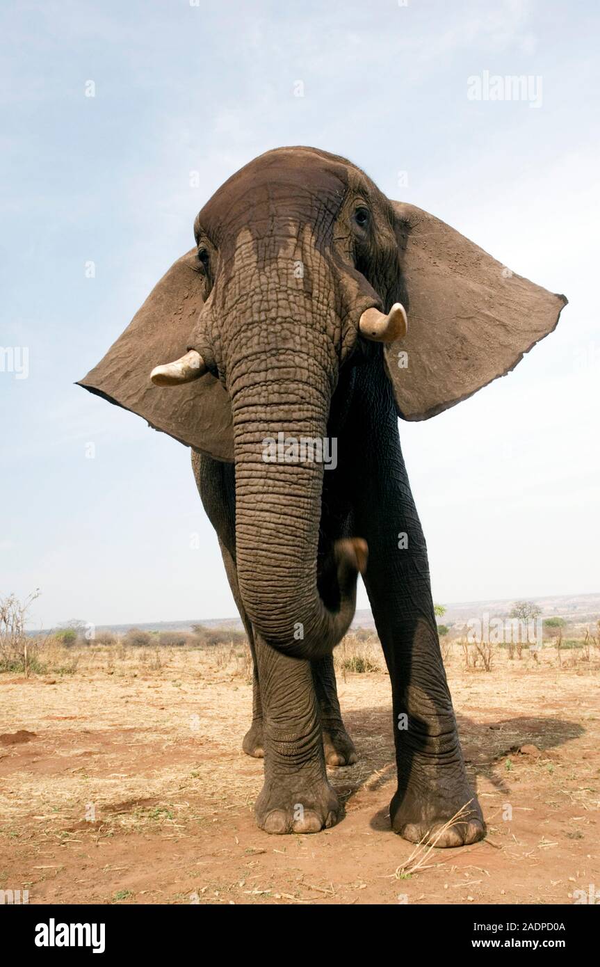 African elephant (Loxodonta africana). This is the world's largest land ...