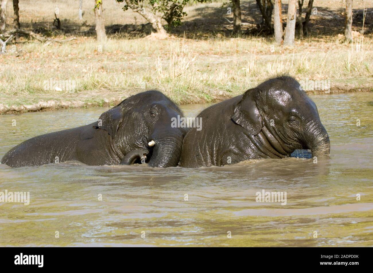 Asian elephants (Elephas maximus indicus). Juvenile and adult bathing ...