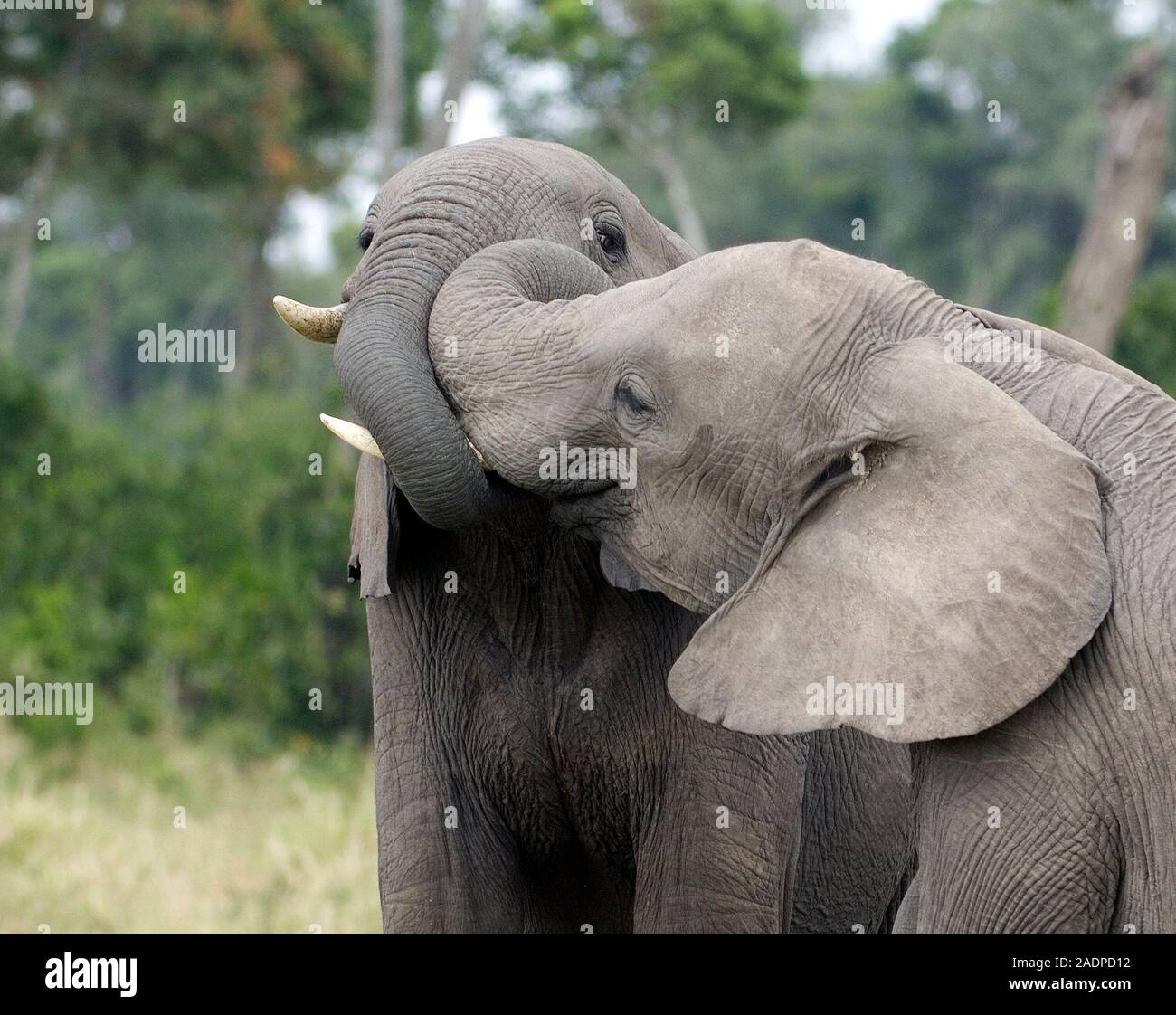 African elephants (Loxodonta africana). These elephants are the world's ...