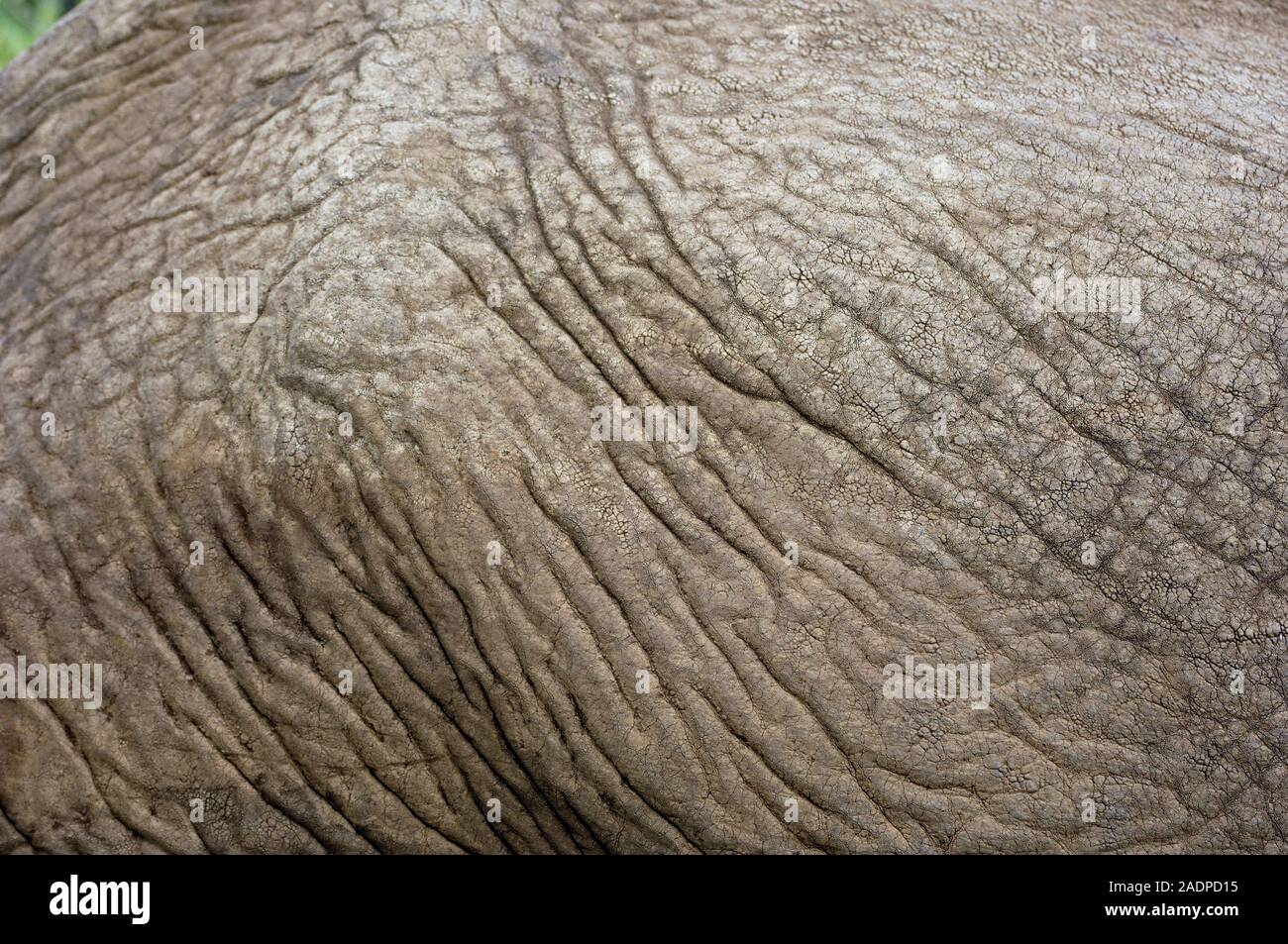 Elephant skin. Close up of the skin on an African elephant (Loxodonta ...