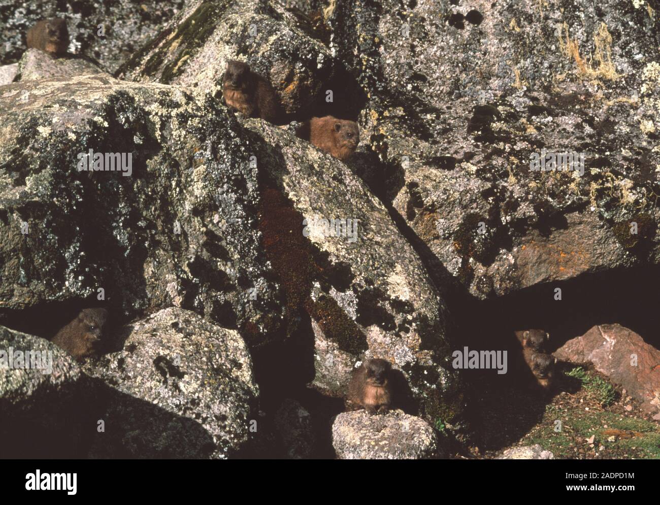 Rock hyraxes, Procavia capensis, on rocks. Large colonies of these ...