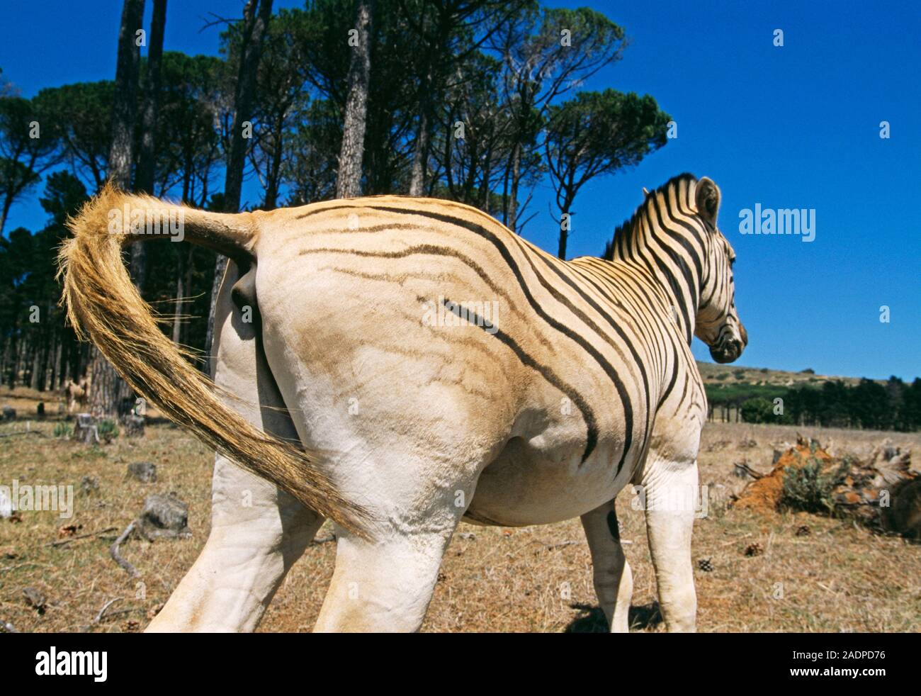 Quagga-like zebra. Hindquarters of a quagga-like zebra (Equus sp ... Quagga-like zebra. Hindquarters of a quagga-like zebra (Equus sp ...