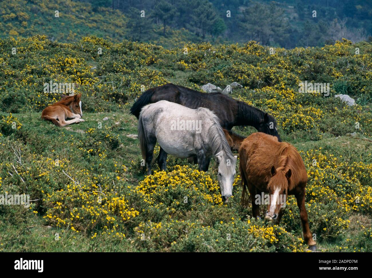 Wild horses (Equus caballus) grazing. A young colt is lying at centre ...