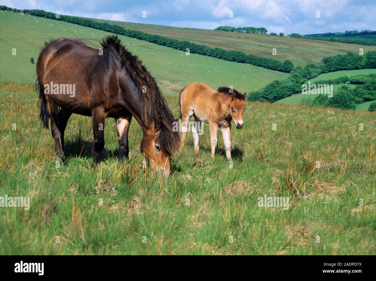 Exmoor ponies (Equus caballus). Mare grazing next to her foal. Mares ...