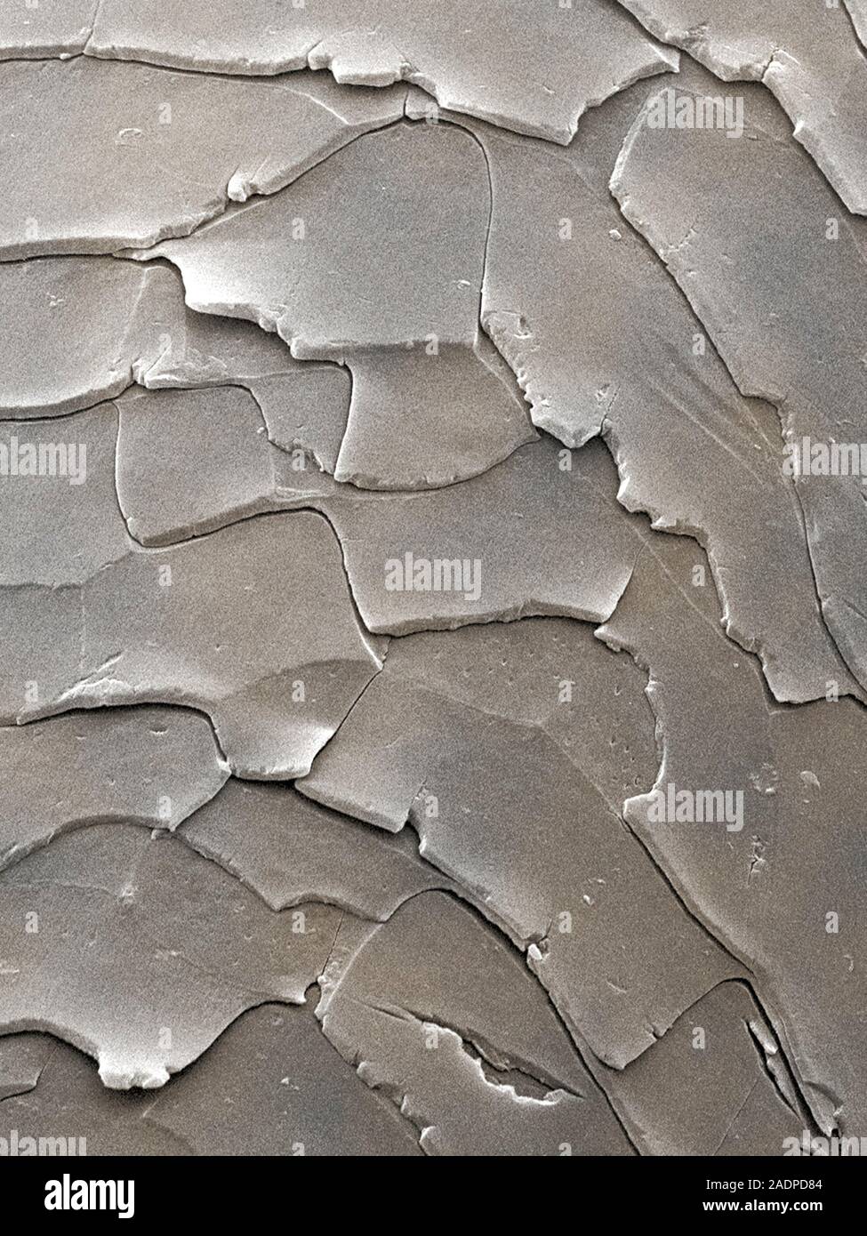 Horse Hair Microscope