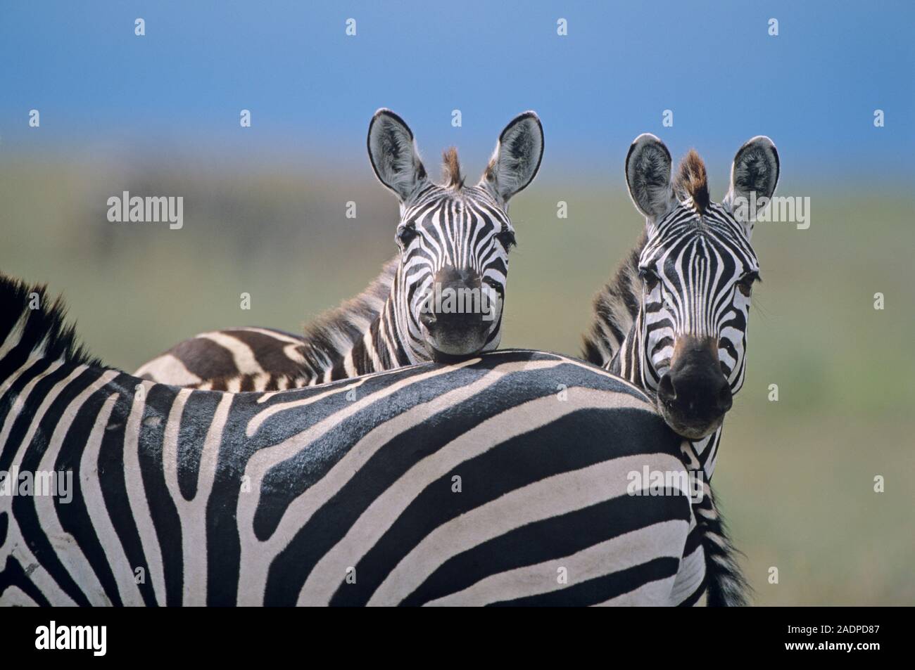 Zebras (Equus sp.). Zebras are wild horses that inhabit the savannahs ...