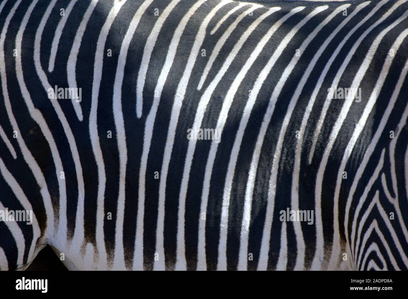 Zebra skin. Striped skin of a zebra (Equus sp.). Zebras are wild horses ...
