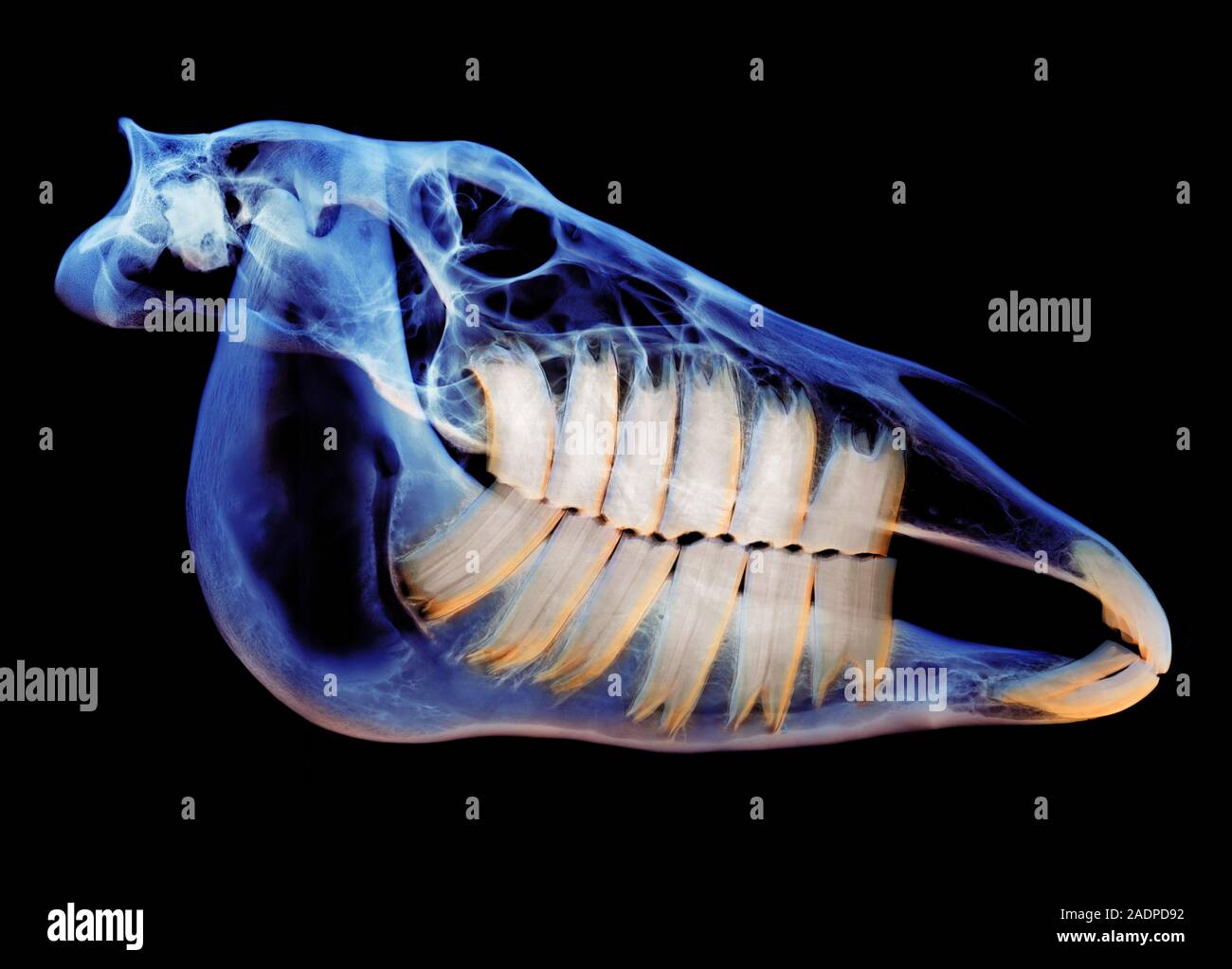 Horse's skull. Coloured profile X-ray of the skull of a horse (Equus ...