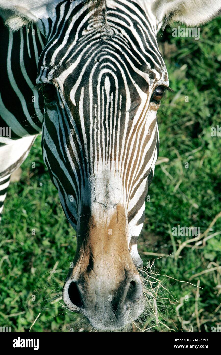 Zebra (Equus sp.). This member of the horse family (Equidae) is native ...