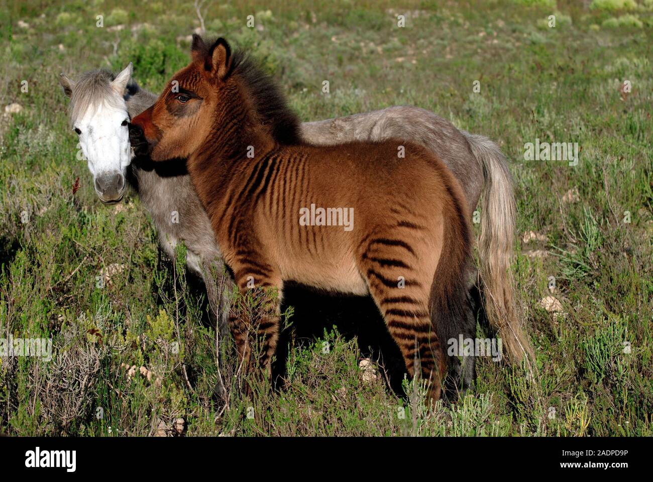 Zony (Equus sp.) standing with a pony (Equus caballus). A zony (seen ...