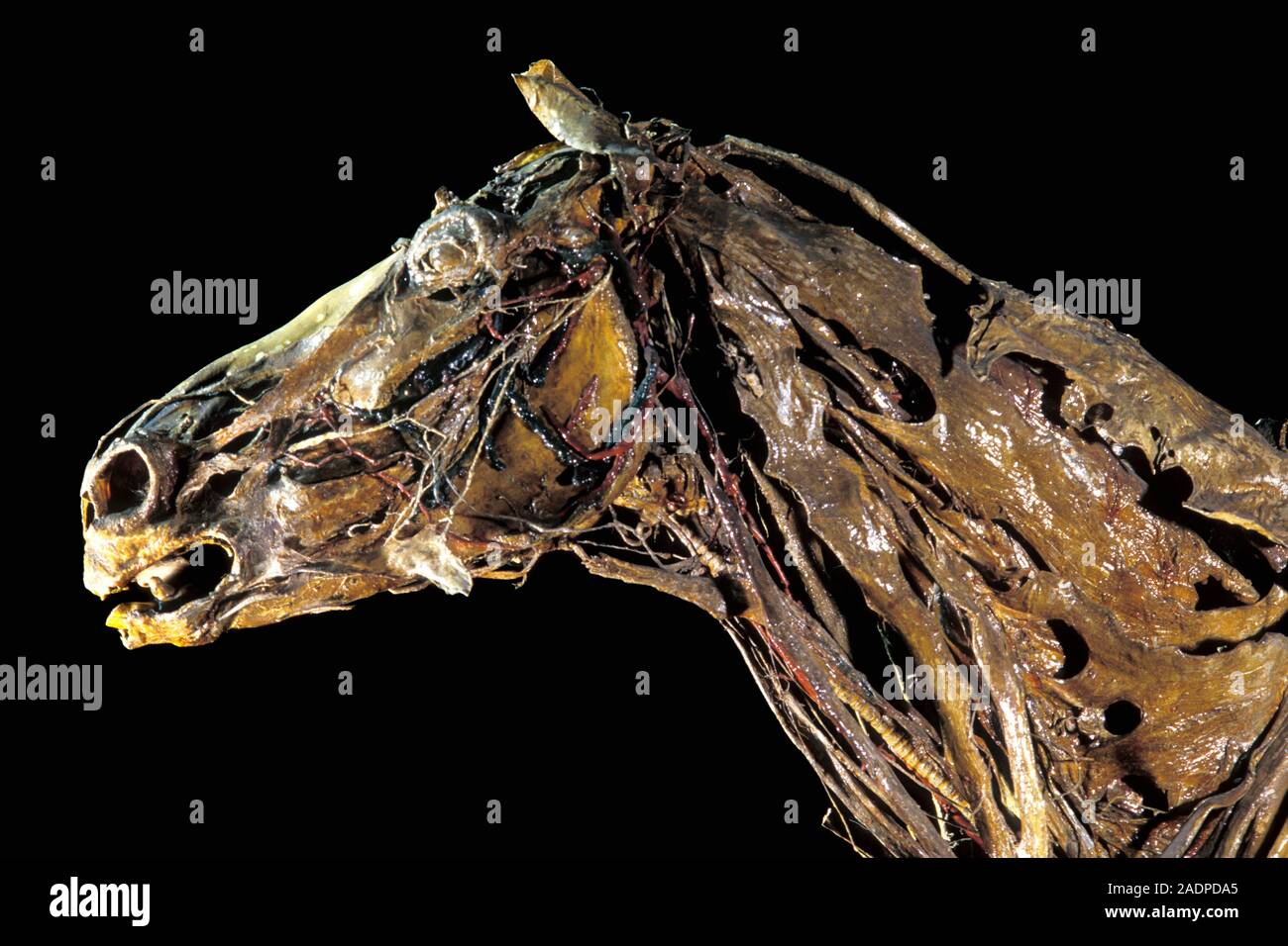 Horse anatomy. Preserved dissected head and neck of a horse. The skin ...