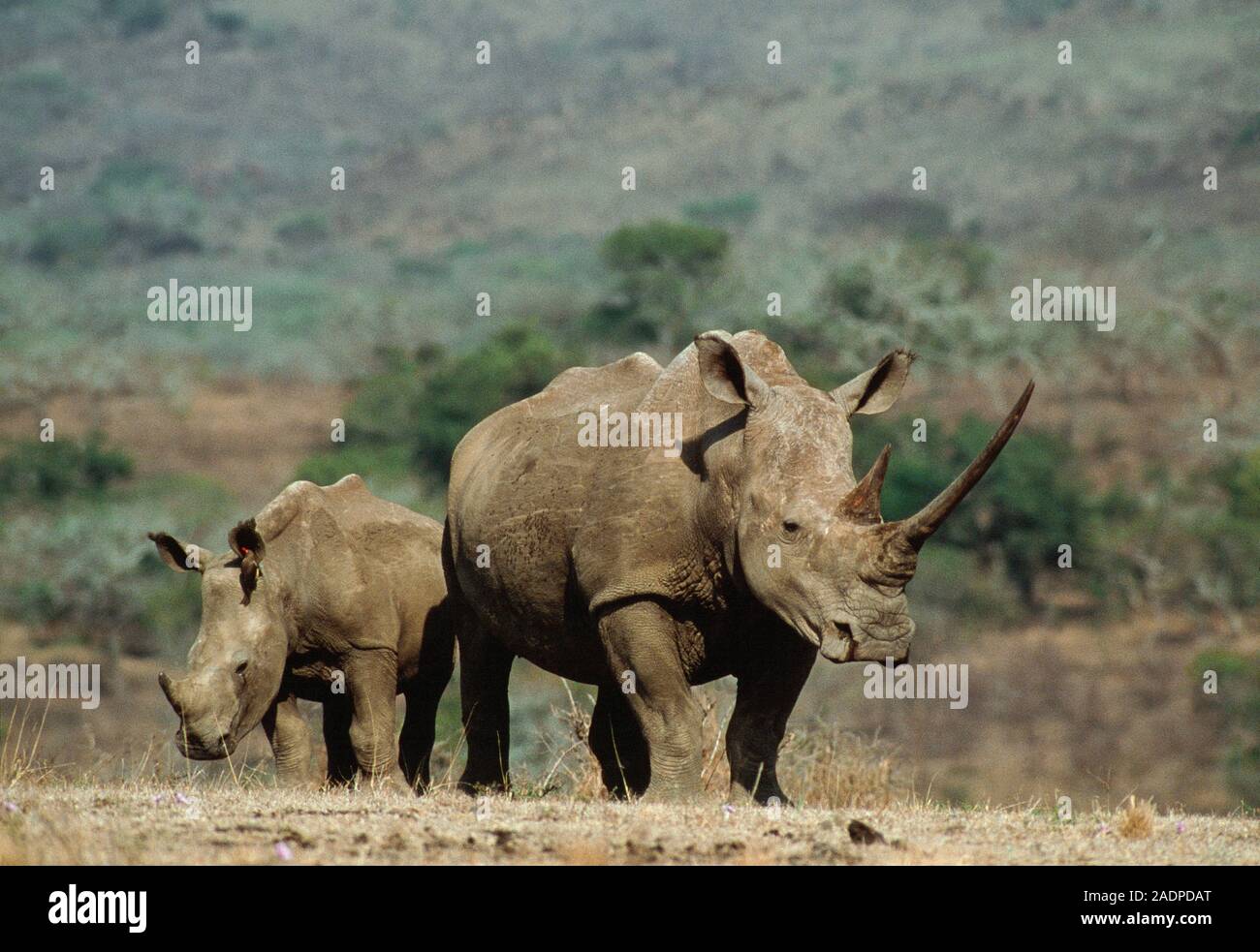 White rhinoceroses. Female white rhinoceros (Ceratotherium simum) with ...