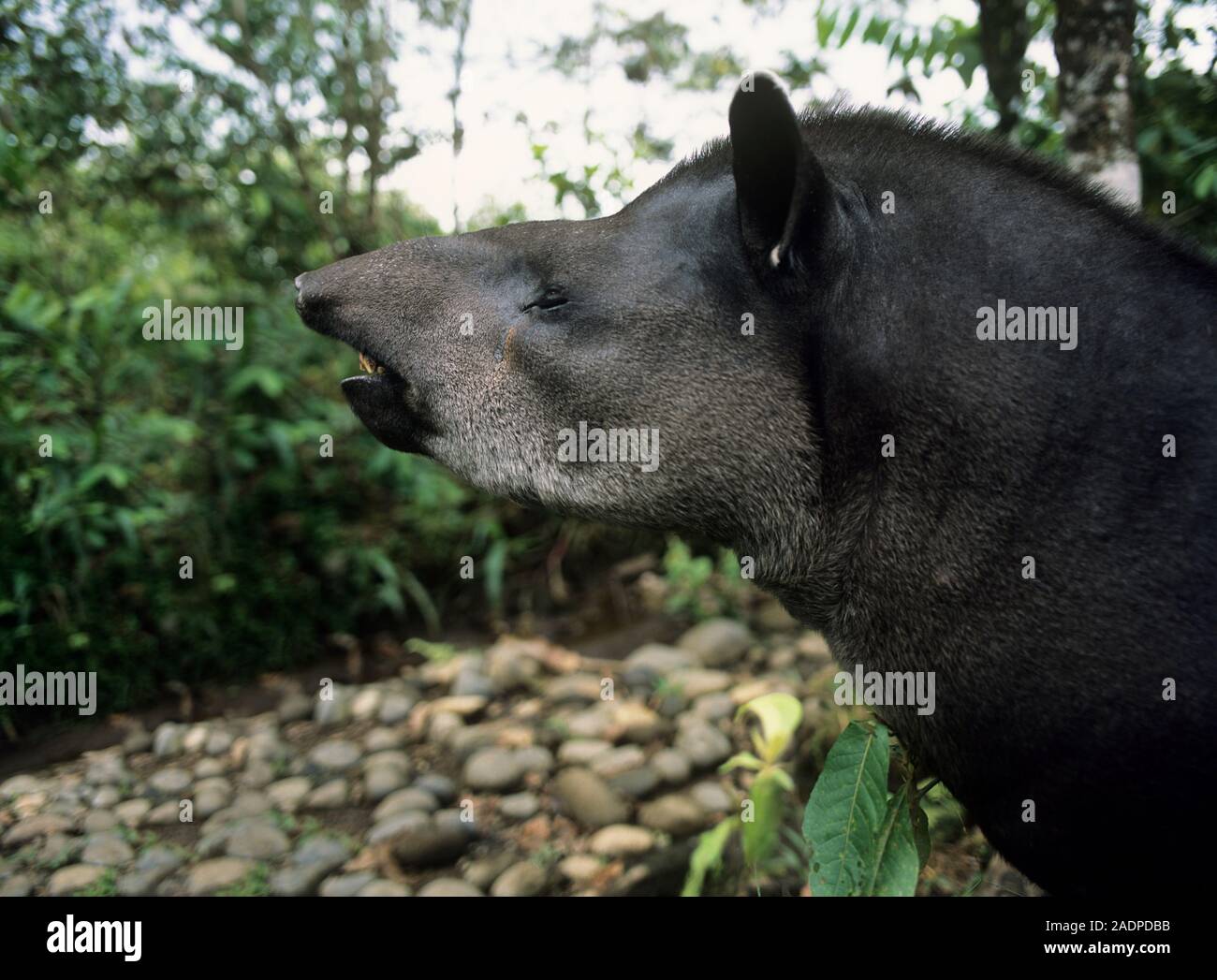South American tapir. Head of a South American tapir (Tapirus ...