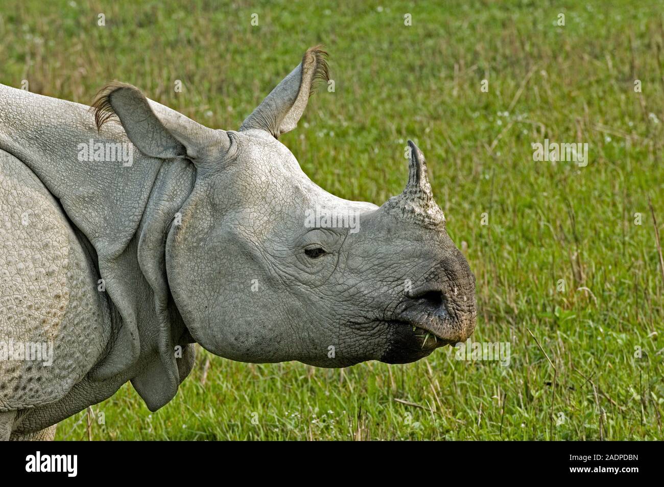 Indian rhinoceros (Rhinoceros unicornis). The Indian rhinoceros is ...