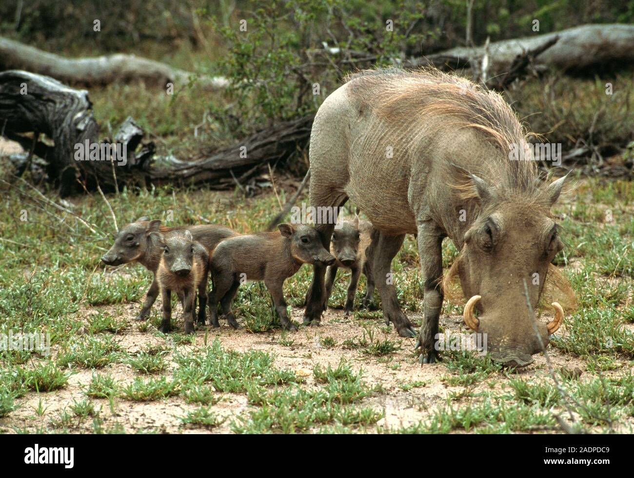 Wart hog family (Phacochoerus aethiopicus). Between 2 and 4 young wart ...