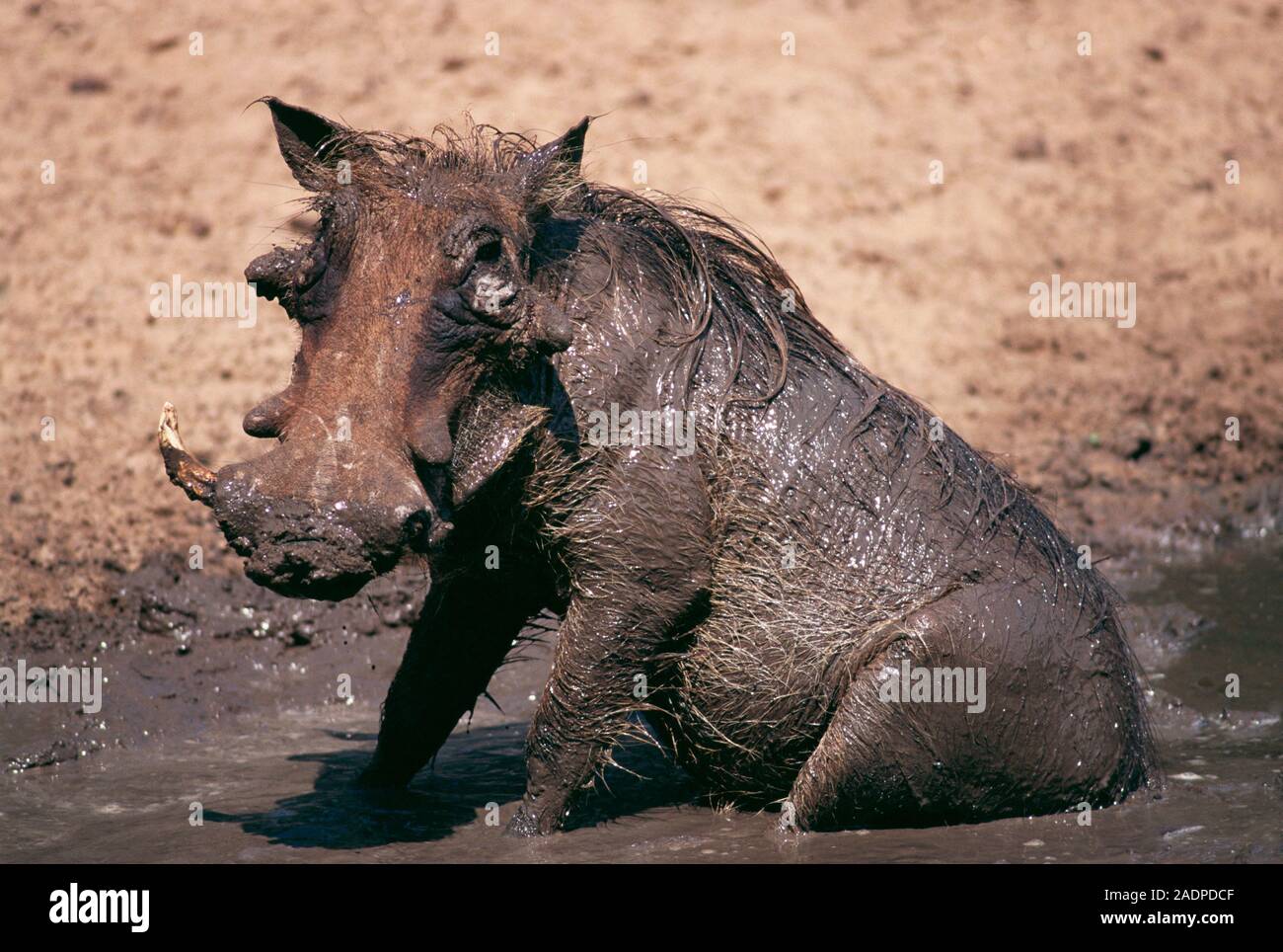 Warthog (Phacochoerus aethiopicus) sitting in mud. This relative of the ...
