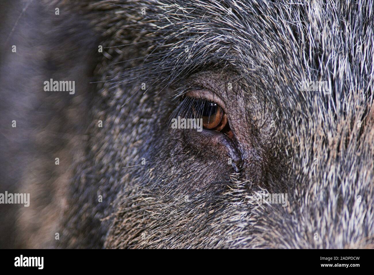 Wild boar's eye. Close-up of the eye of a wild boar (Sus scrofa ...