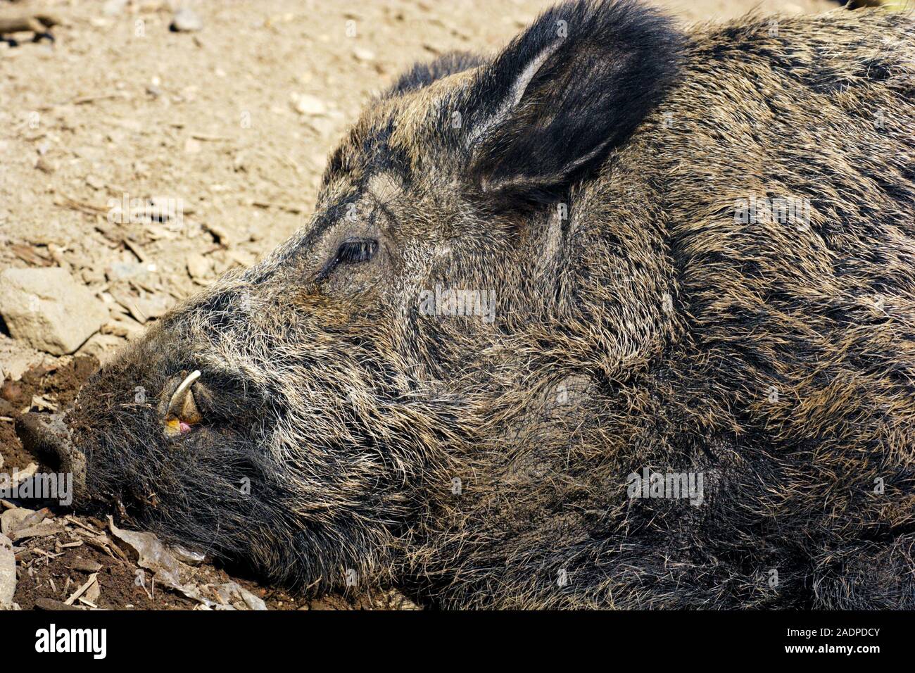 Wild boar (Sus scrofa). Native throughout much of Europe, North Africa ...