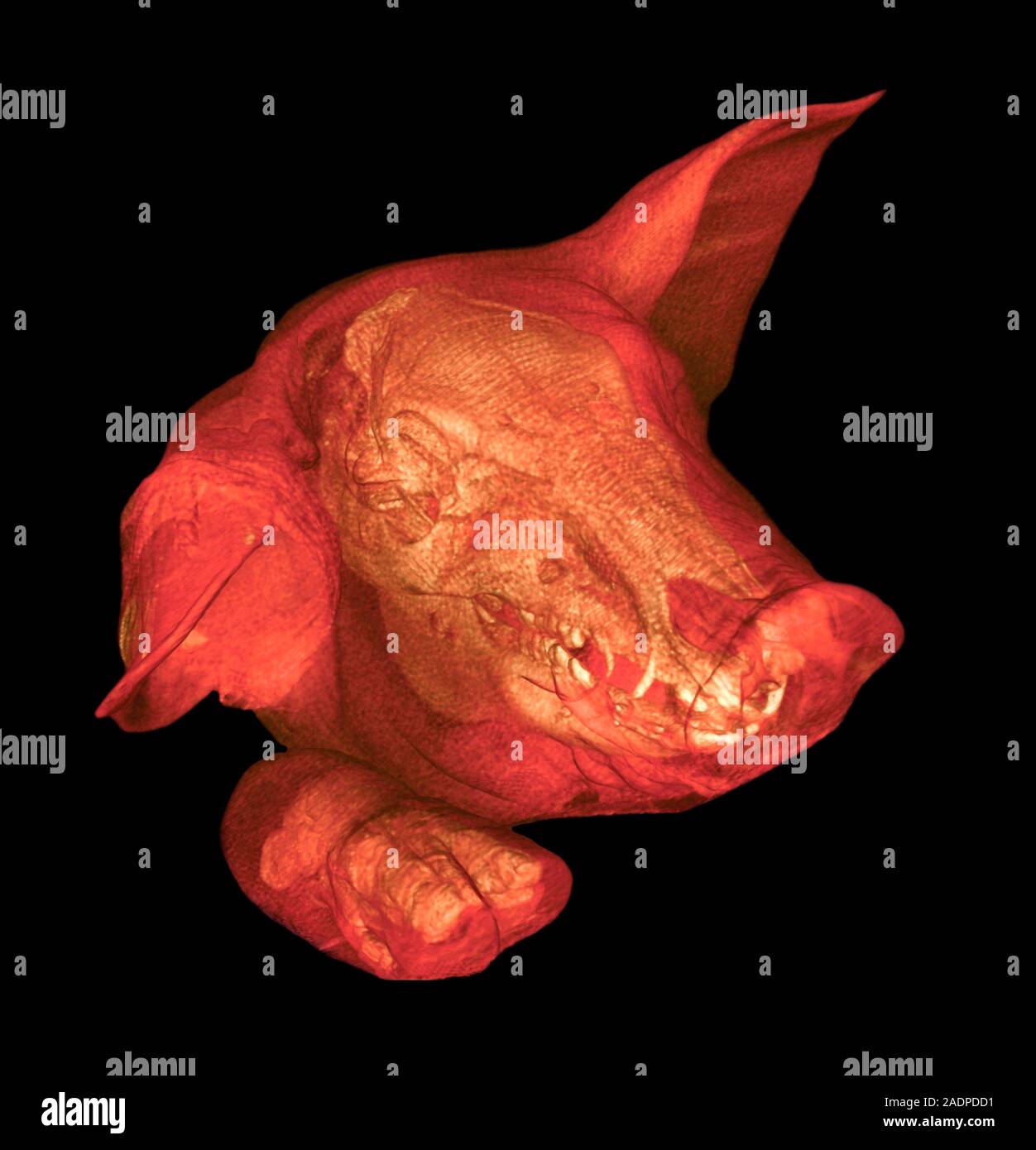 Pig. Coloured 3D magnetic resonance imaging (MRI) scan showing the head ...