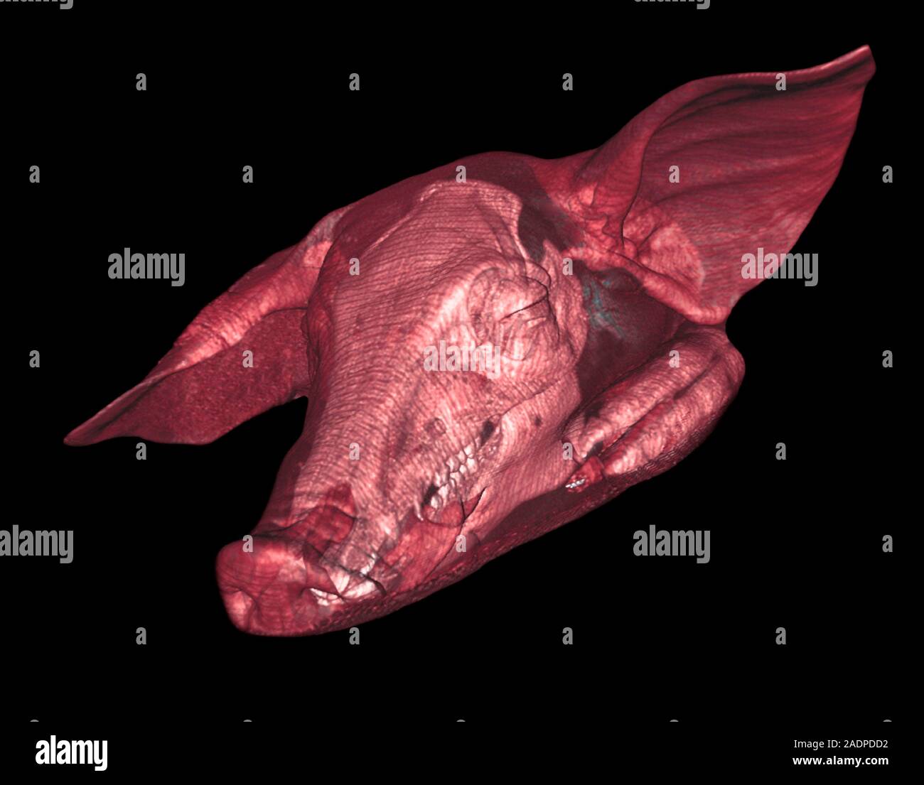 Pig. Coloured 3D magnetic resonance imaging (MRI) scan showing the head ...