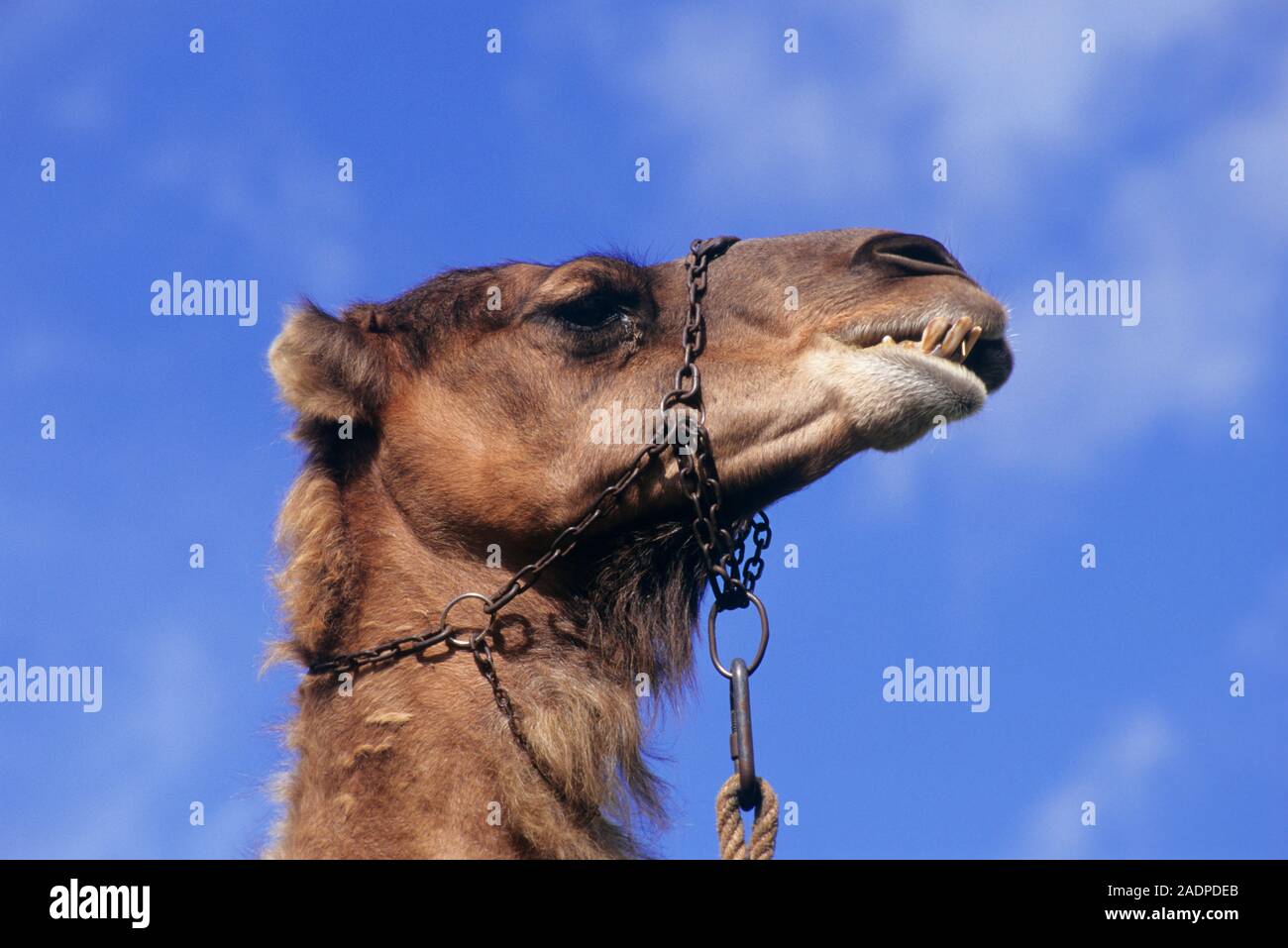 Camel. Head of a dromedary camel (Camelus dromedarius). The dromedary ...