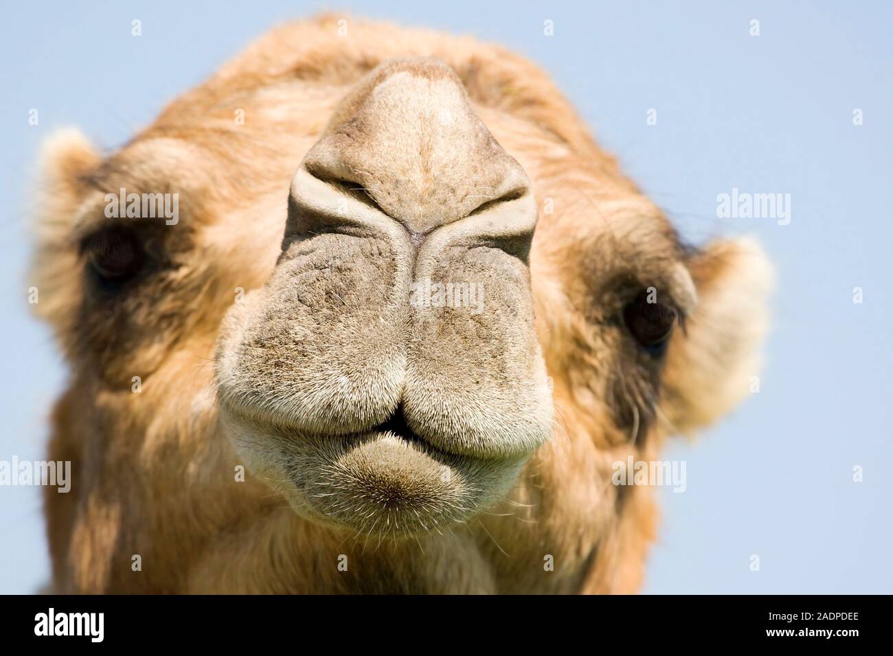 Dromedary camel head (Camelus dromedarius). This species of camel has ...