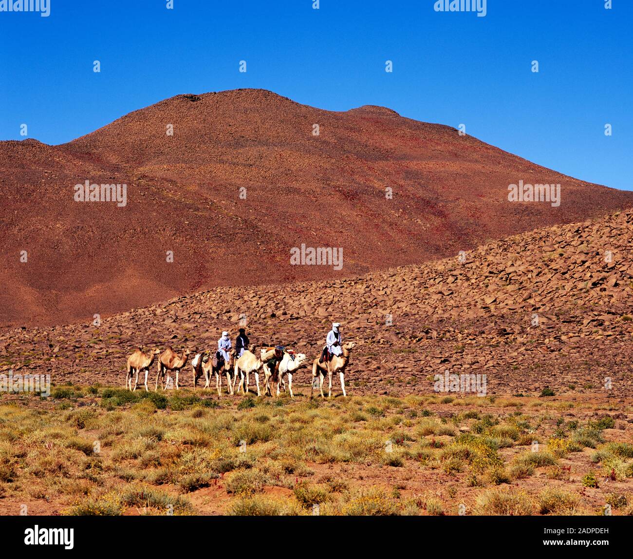 Tuareg camel caravan. Group of Tuareg men travelling on camels (Camelus ...