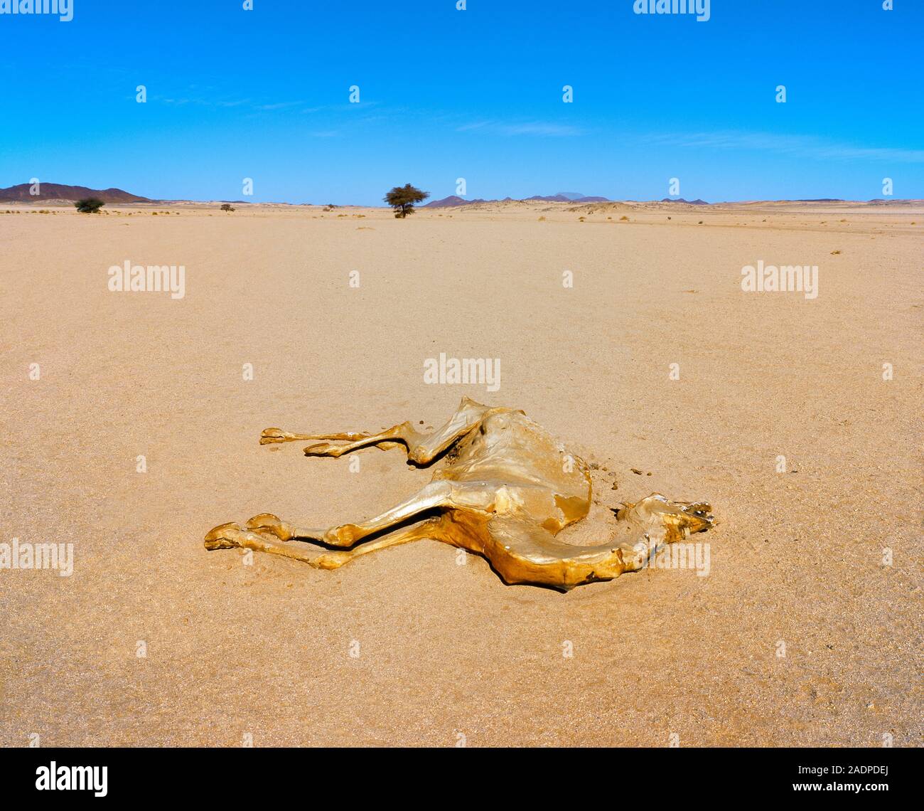 Camel carcass (Camelus dromedarius) lying in sand. Photographed in ...