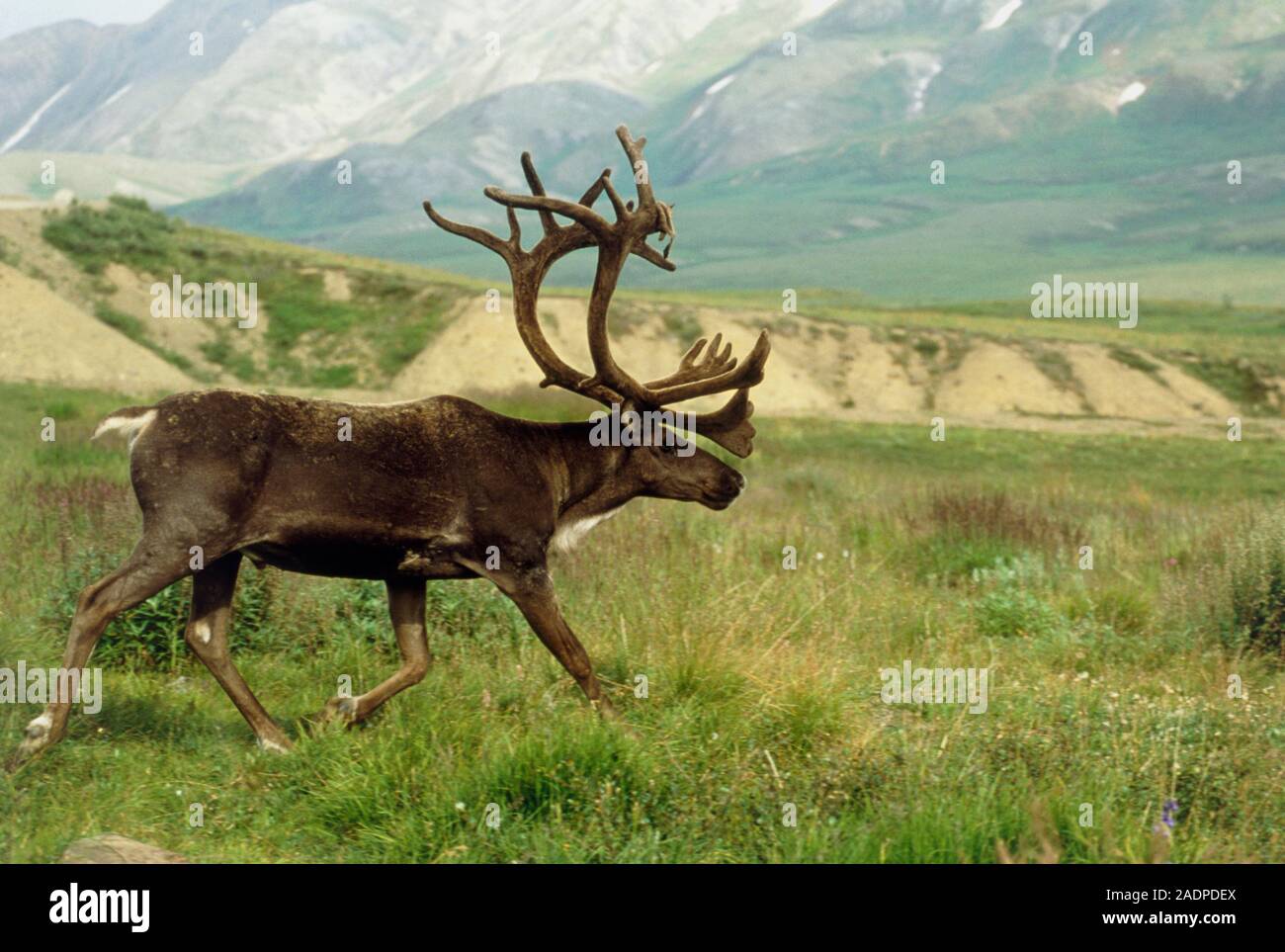 Reindeer. Male reindeer (Rangifer tarandus) migrating on summer tundra ...