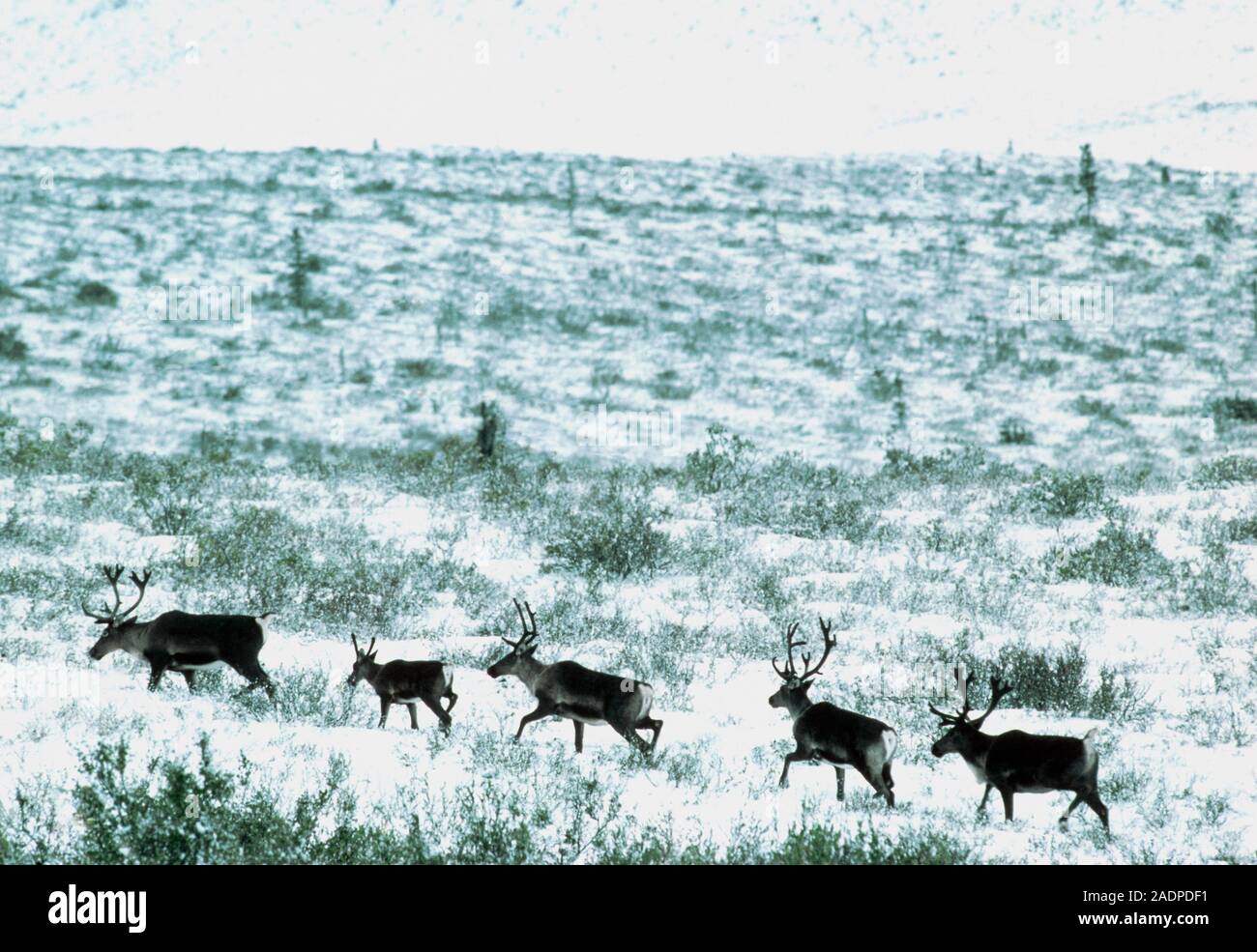 Reindeer herd. Small herd of reindeer (Rangifer tarandus) migrating ...