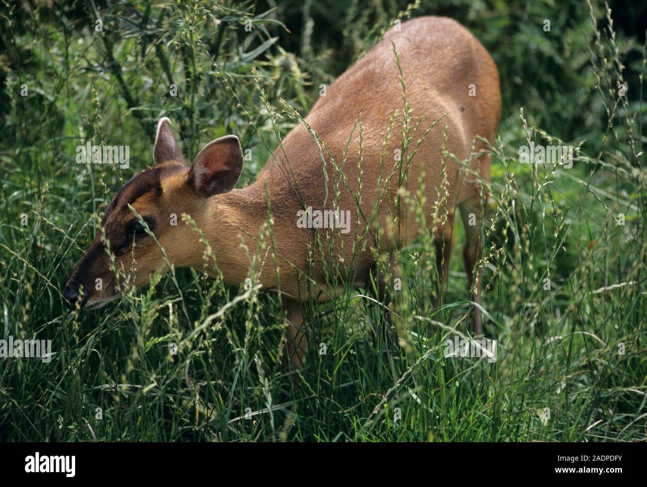Muntjac deer (Muntiacus reevesi) in long grass. This deer is native to ...