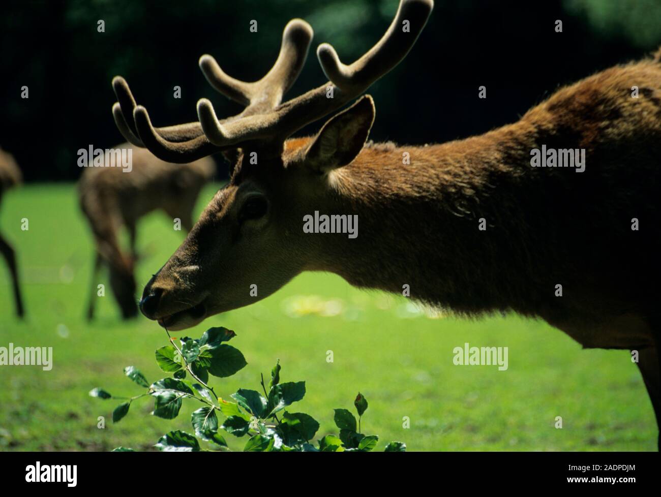 Red deer male, or stag (Cervus elaphus). This stag is in velvet ...