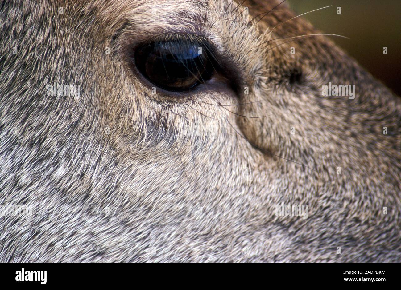 Red deer eye (Cervus elaphus scoticus). This is a subspecies of the red ...