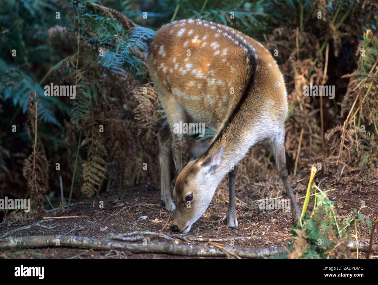 Sika deer (Cervus nippon). This deer is native to eastern Asia, Japan ...