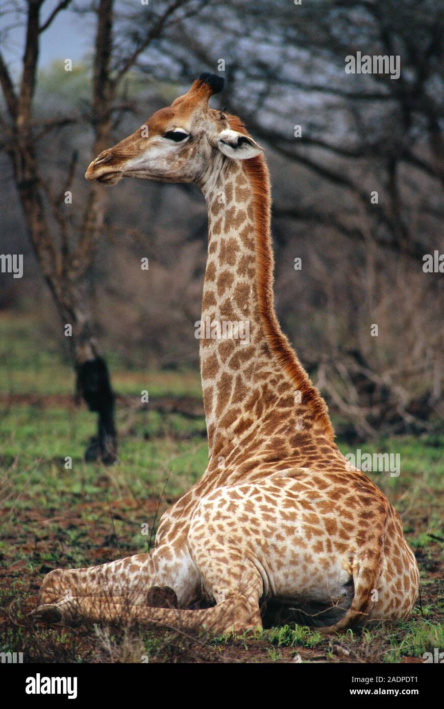 Giraffe (Giraffa camelopardalis) sitting down. The giraffe lives in dry ...