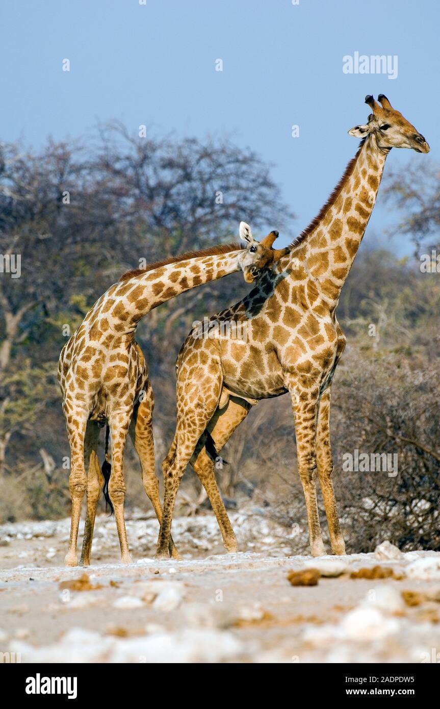 Male giraffes (Giraffa camelopardalis) fighting. The giraffe is the ...